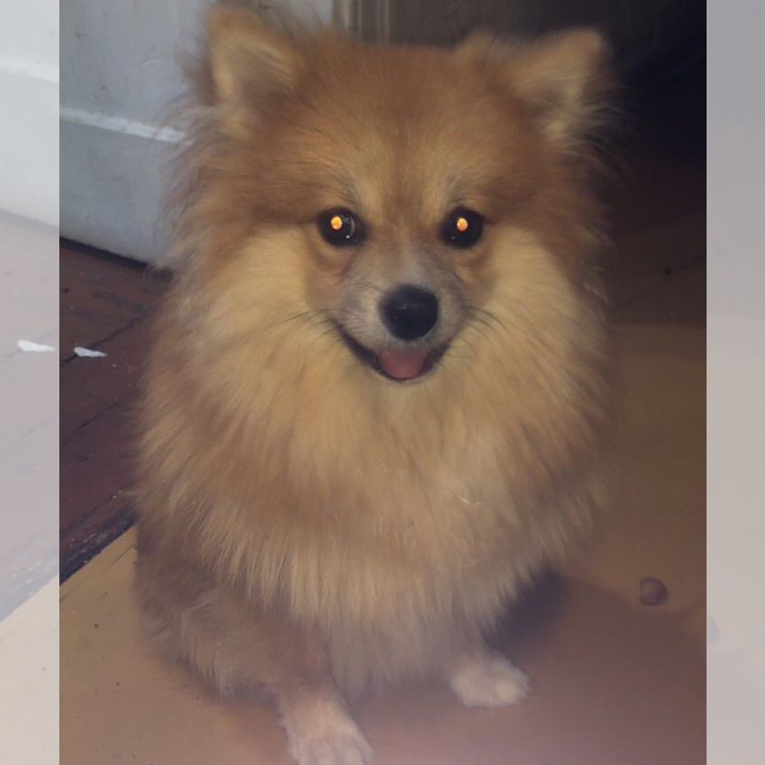 Связка для шпица