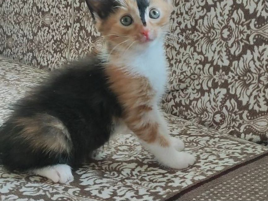 Котята девочки в добрые руки