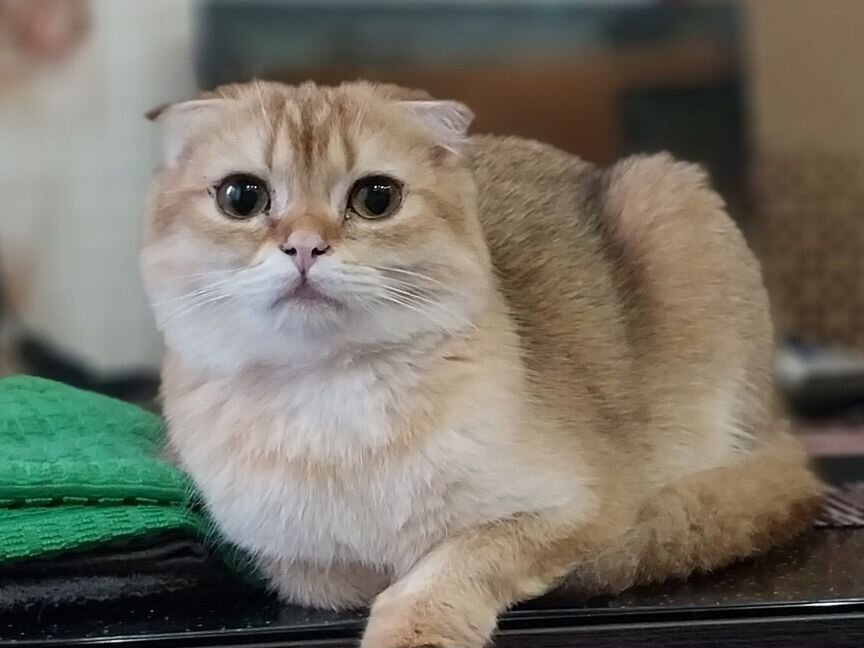 Шотландская девочка