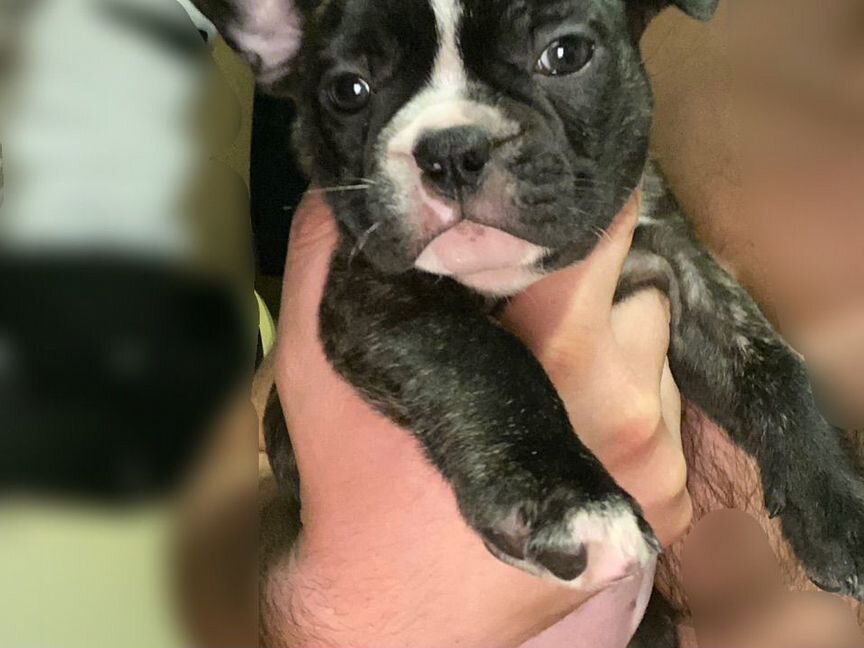 Французский бульдог щенок мальчик