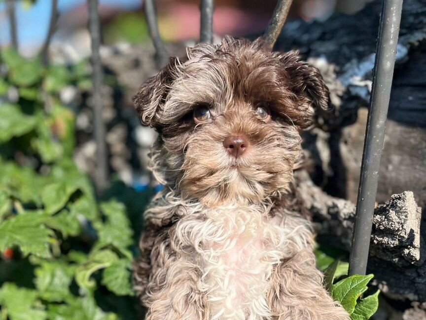 Беби фейс, плюшка мальт пушка