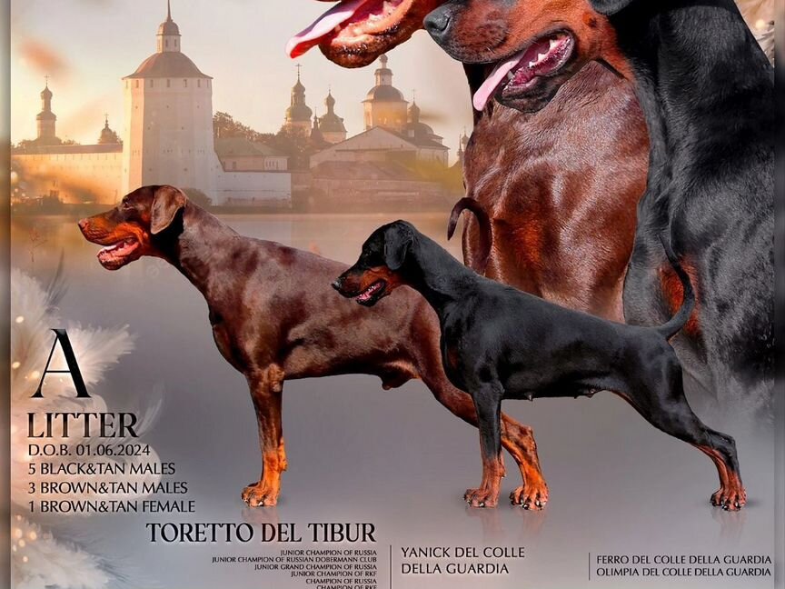 Крутые щенки добермана к раннему бронированию