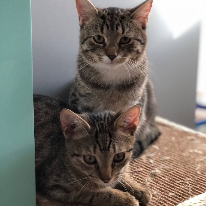 Котята Флипер и Лапака