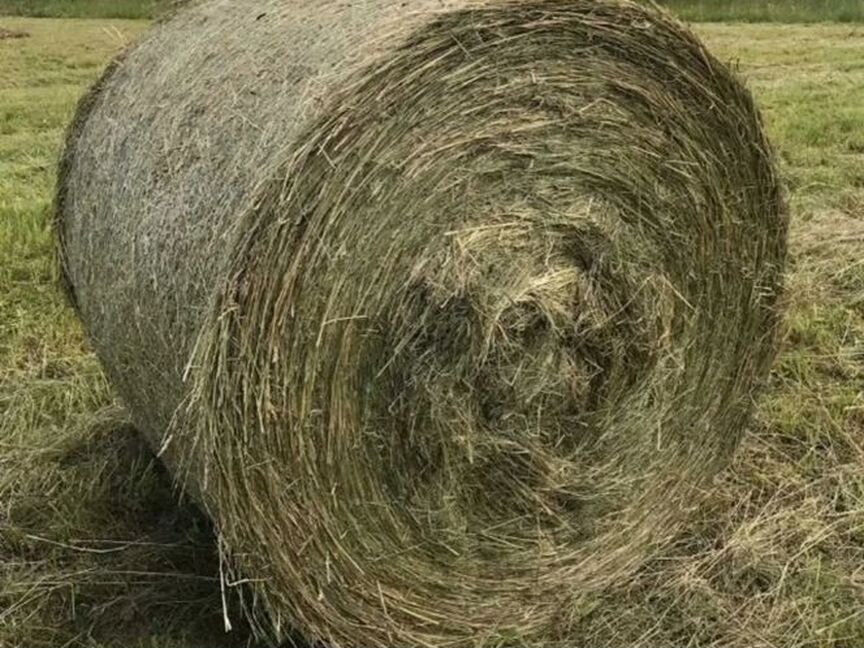 Продам сено