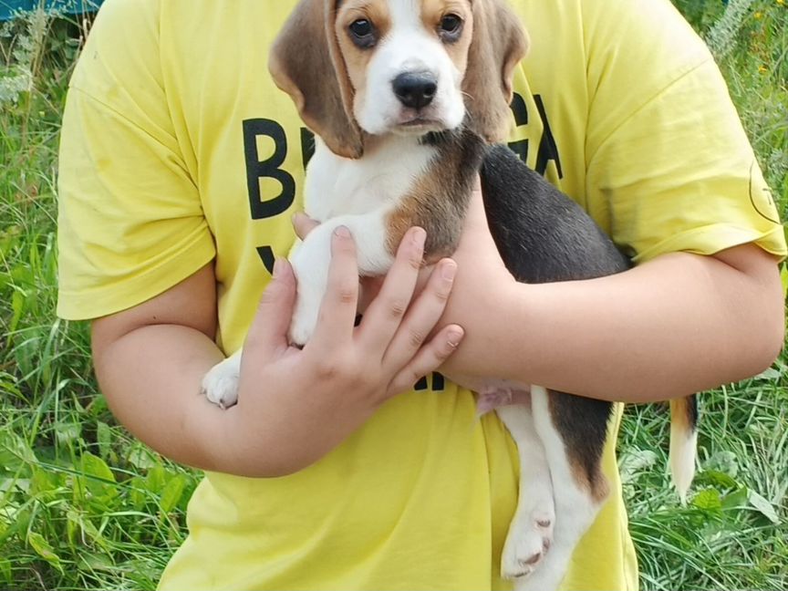 Щенок бигль