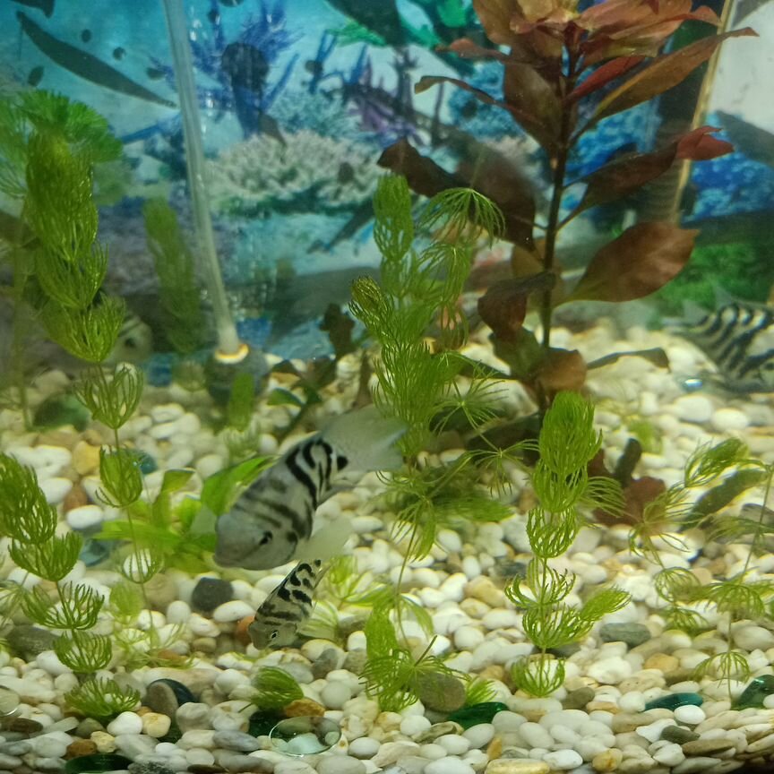 Аквариумные рыбки Попугай