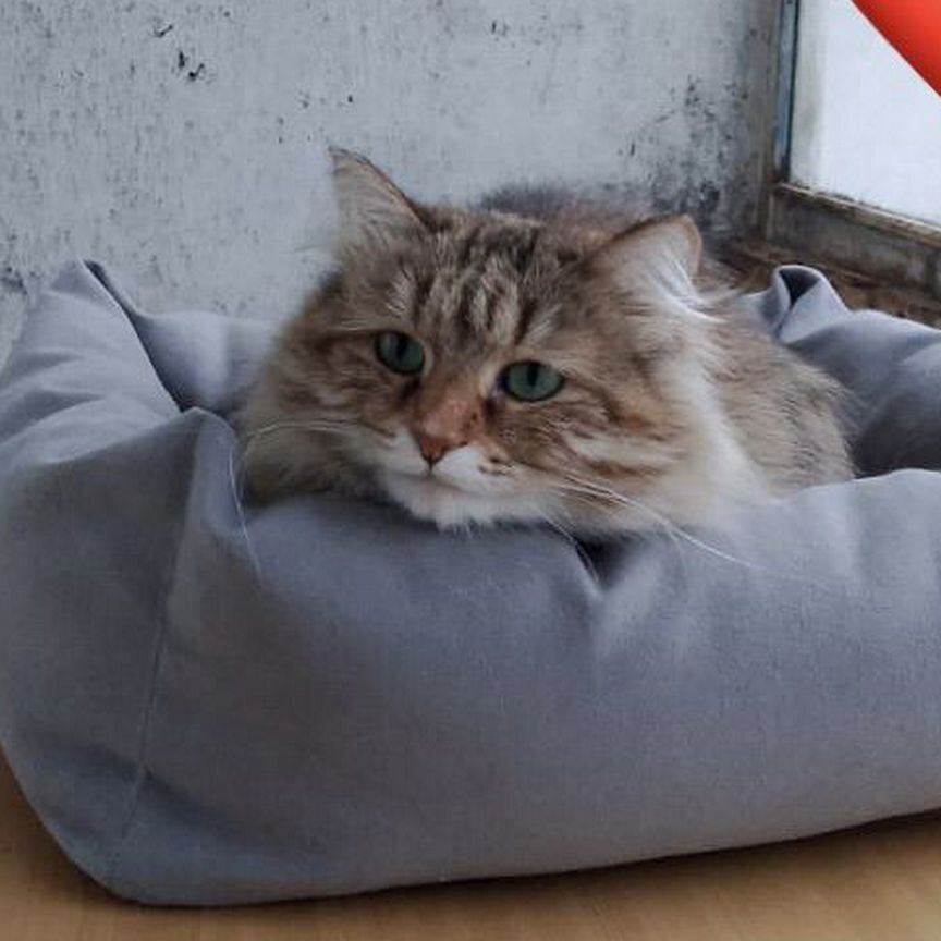 Пушистая кошка красавица