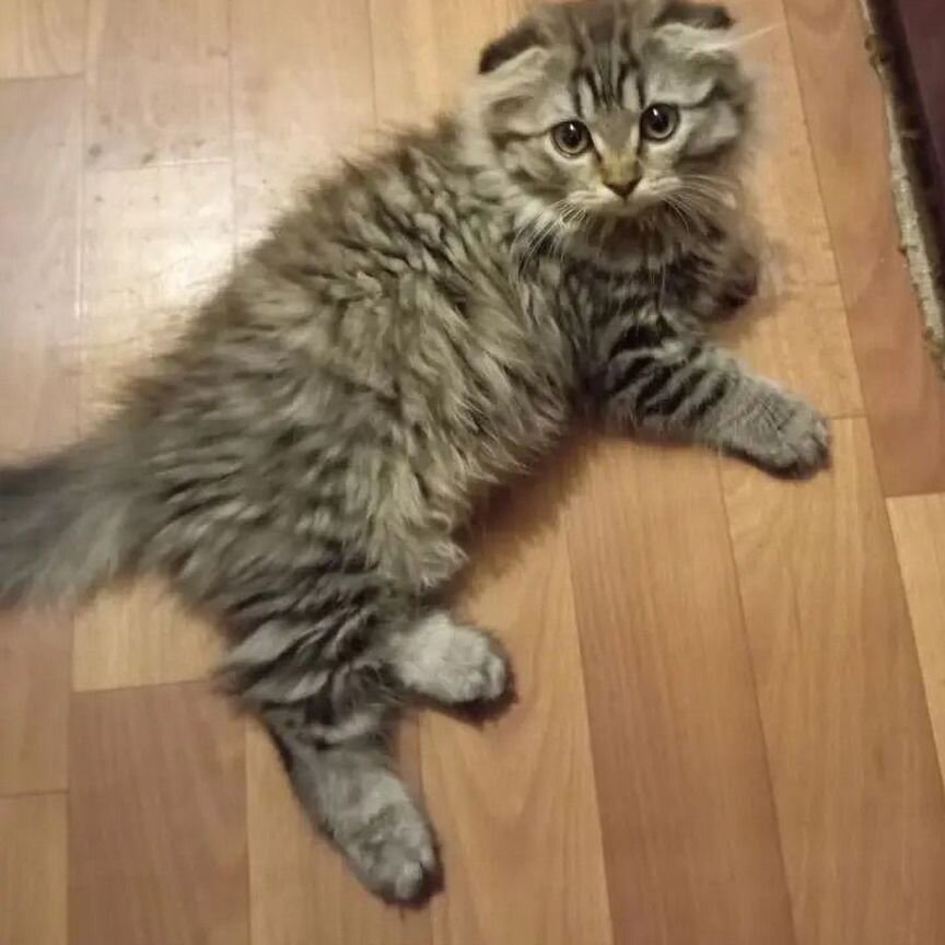 Шотландский вислоухий длинношёрстный котёнок
