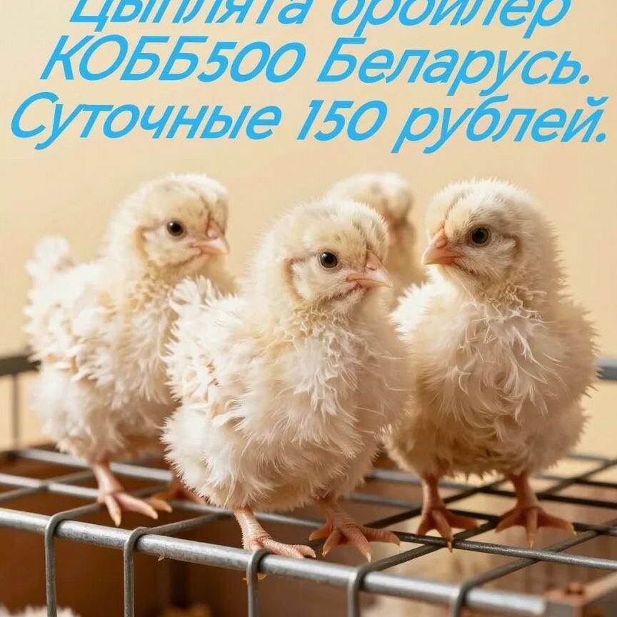 Цыплята бройлеры кобб 500 суточные Беларусь
