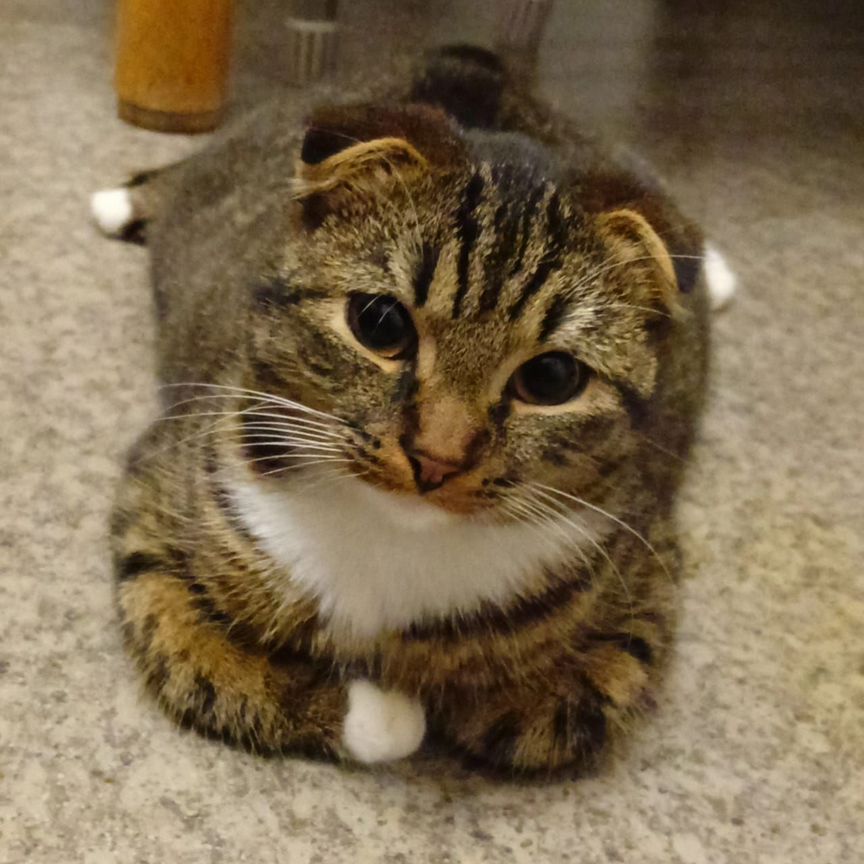 Кошка домашняя вислоухая