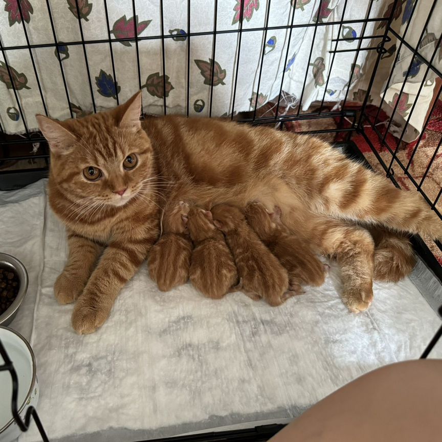Британские котята