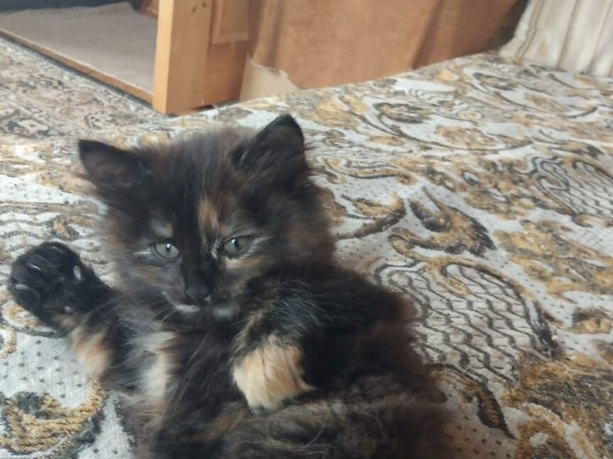 Кошки в добрые руки бесплатно