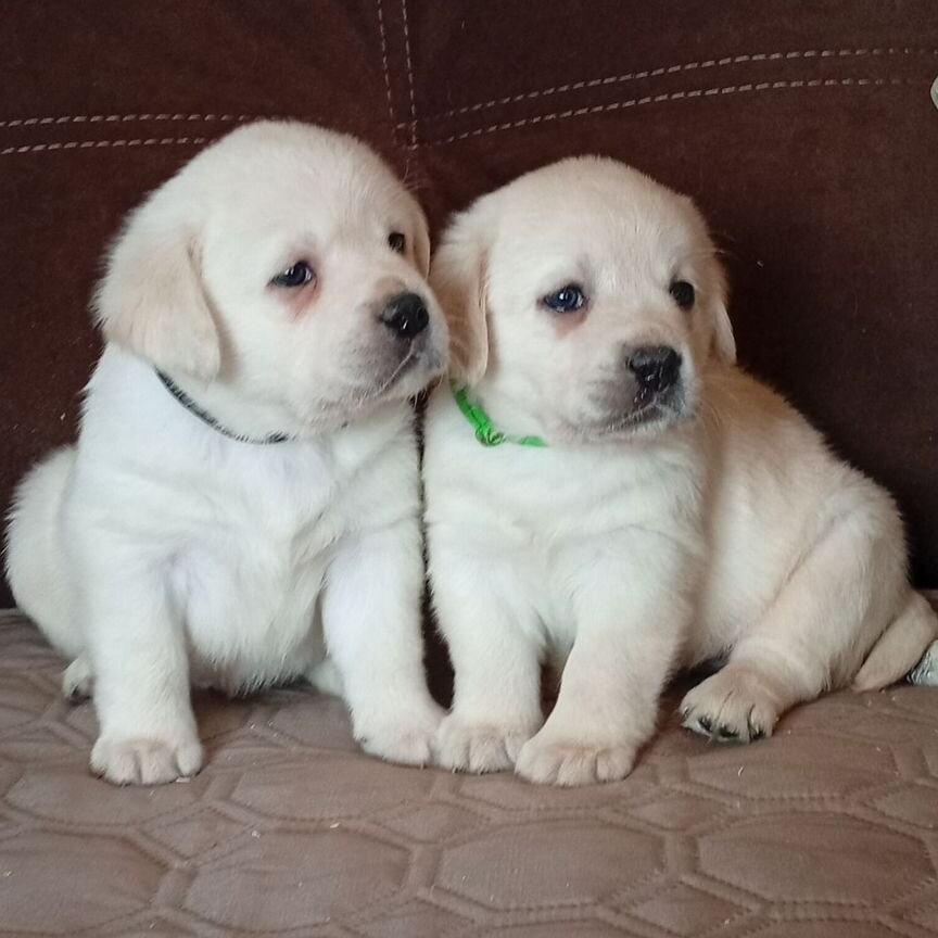 Лабрадор-ретривер, щенок