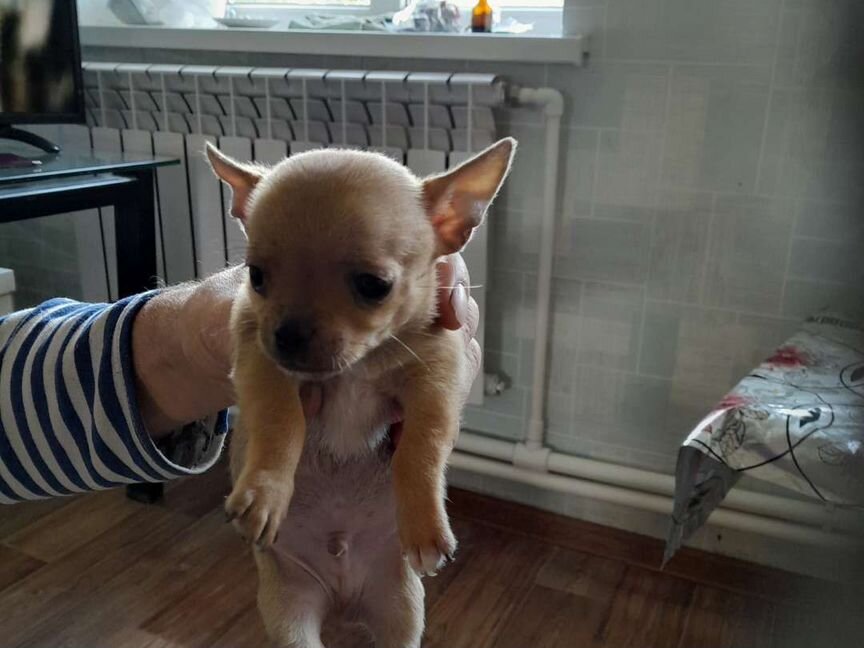 Щенки чихуахуа