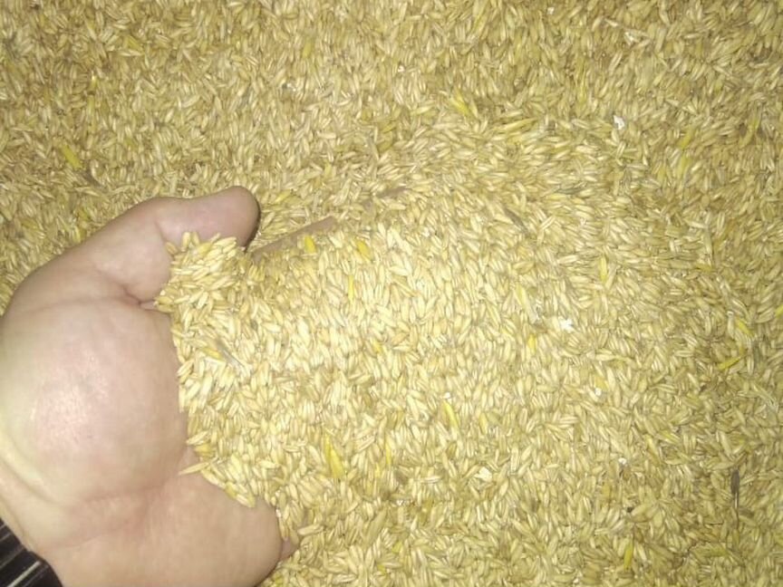 Овес голозерный