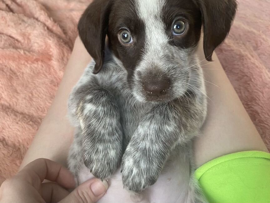 Русский спаниель