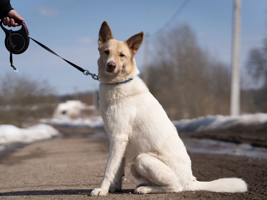Собака в добрые руки бесплатно