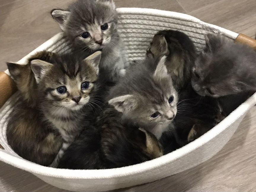 Котята помесь мейн-куна и простой кошки