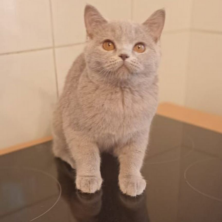 Британская вислоухая кошечка