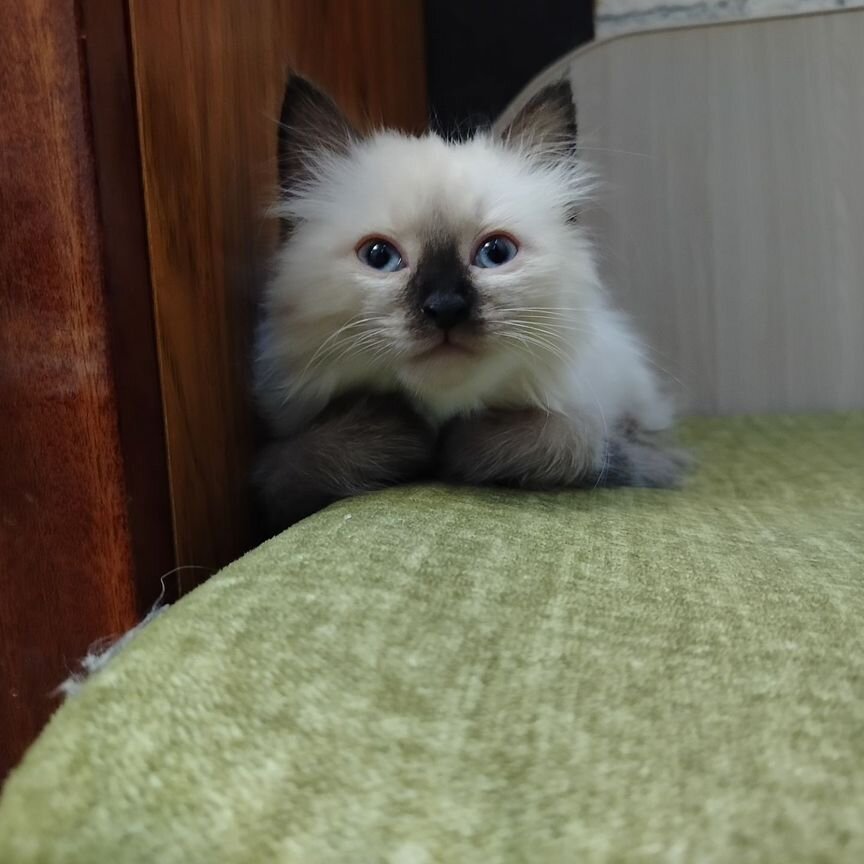 Невские маскарадные котята девочка