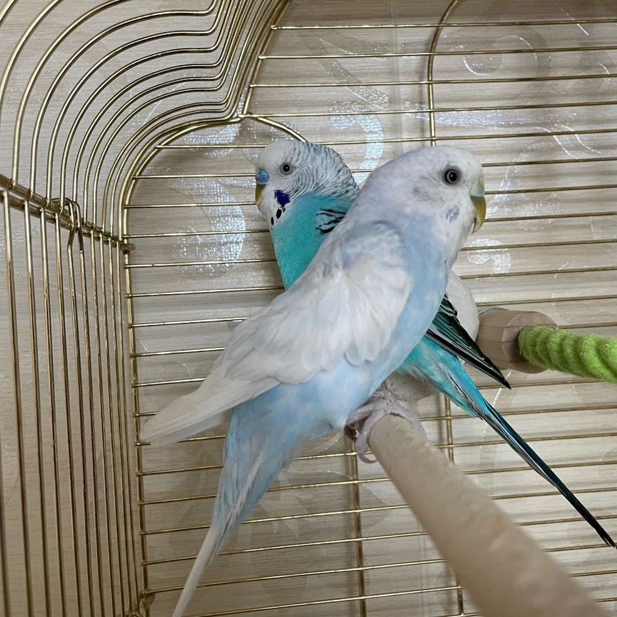 Попугаи волнистые