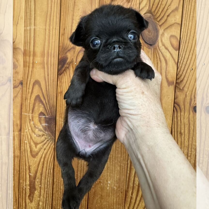 Маленькие брабансончики