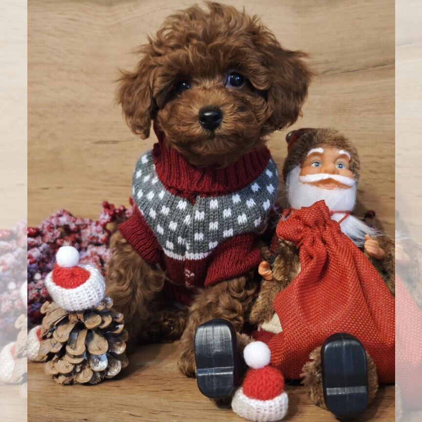 Той-пудель, щенок