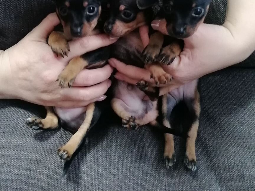 Той-терьер мини щенки