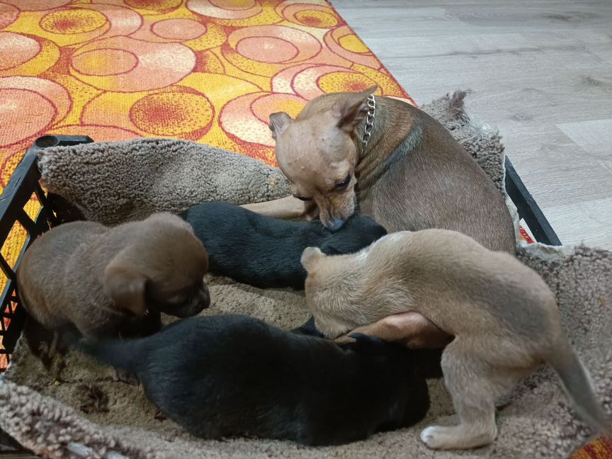 Той-терьер щенки