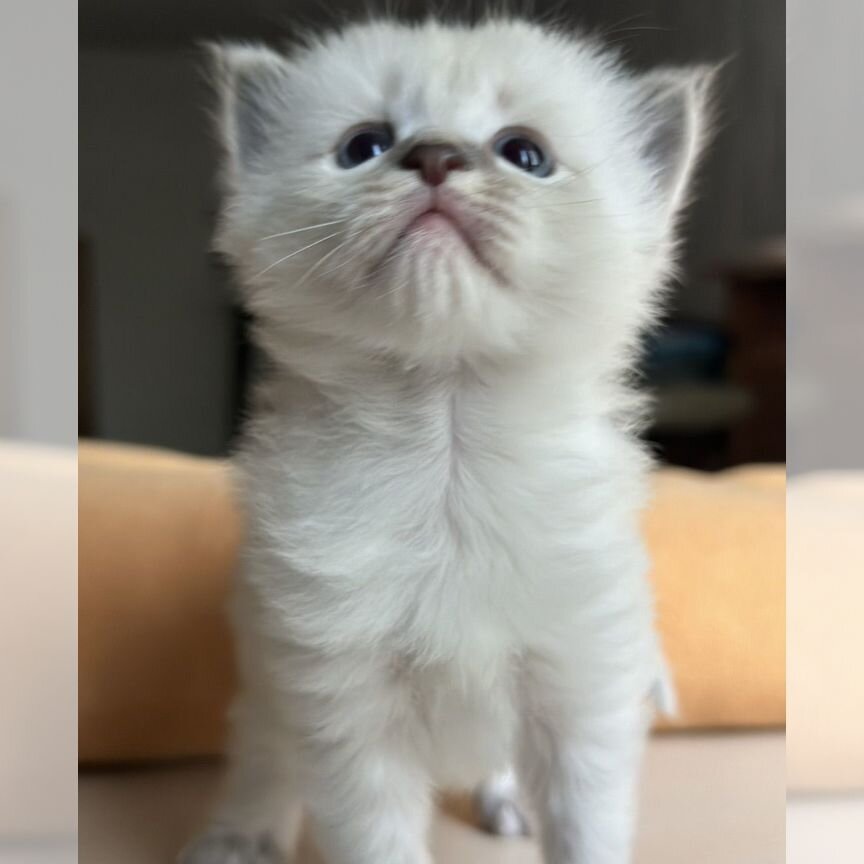 Котёнок