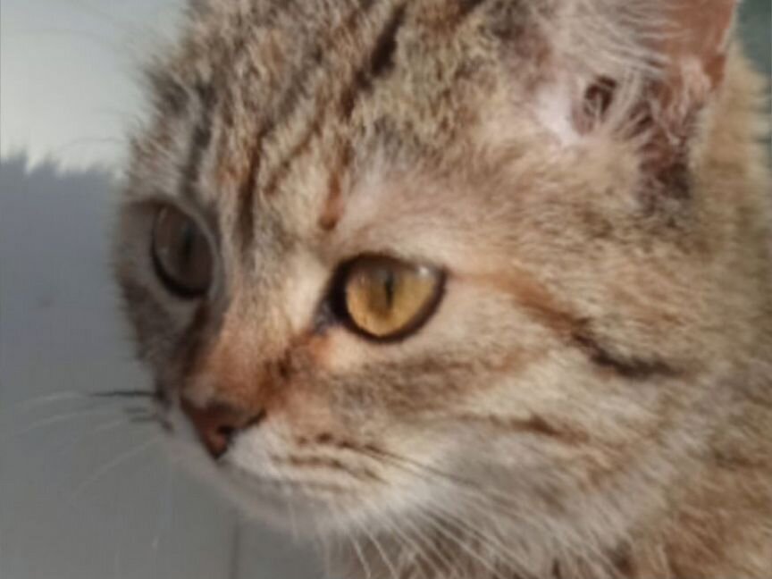 Кошка передержка/отдаю в добрые руки