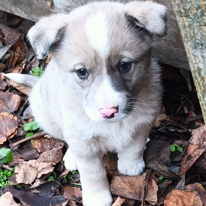 Щенок в добрые руки