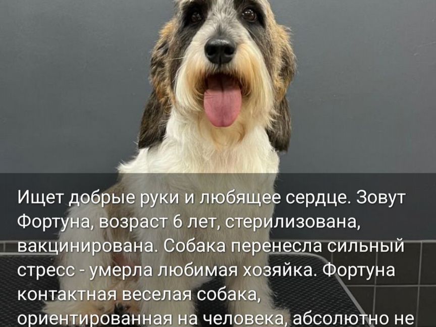 Фортуна ждет любящее сердце