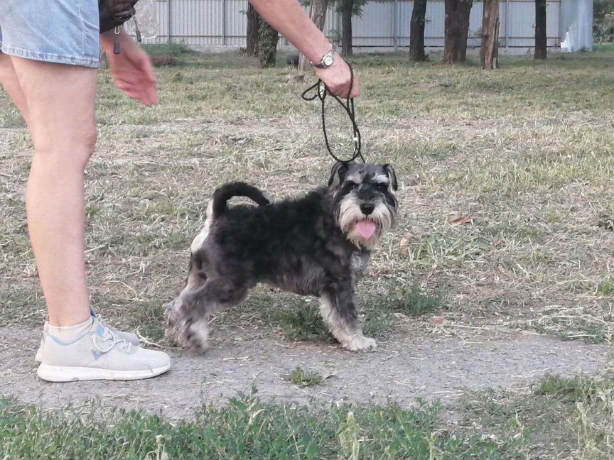 Цвергшнауцер вязка