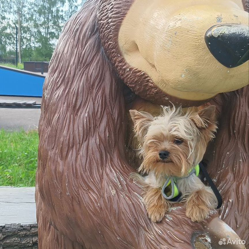 Вязка йорка кабель