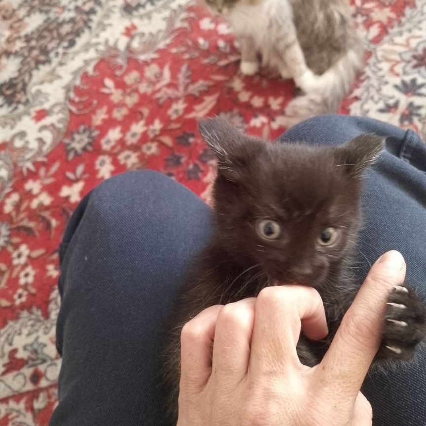 Отдам котенка в добрые руки