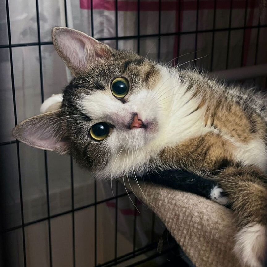 Симпатичная кошечка