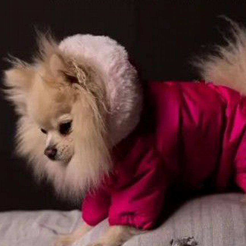 Одежда и обувь для собак мелких пород