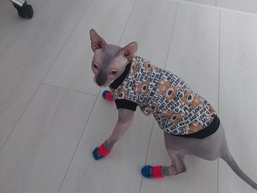 Канадский сфинкс