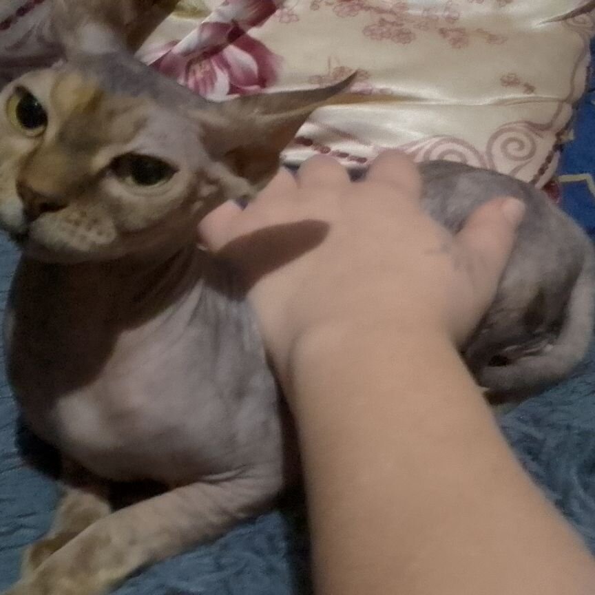 Канадский сфинкс