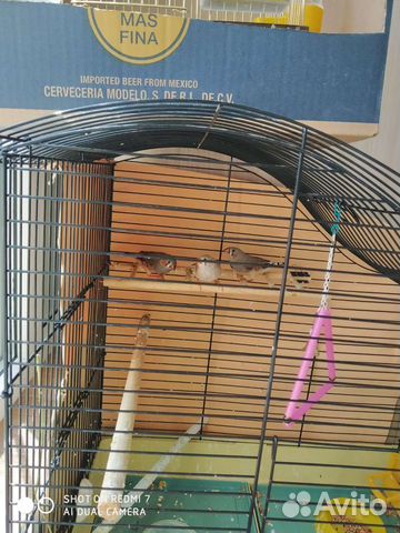 Амадины 2 мальчика 1 девочка