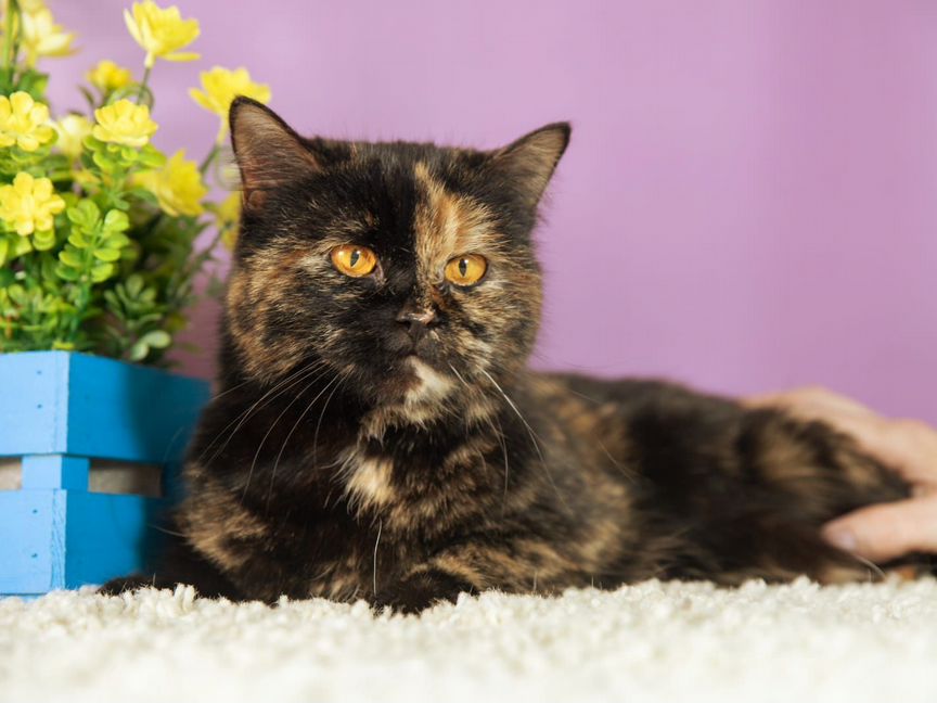 Ласковая кошечка Масяня ищет дом