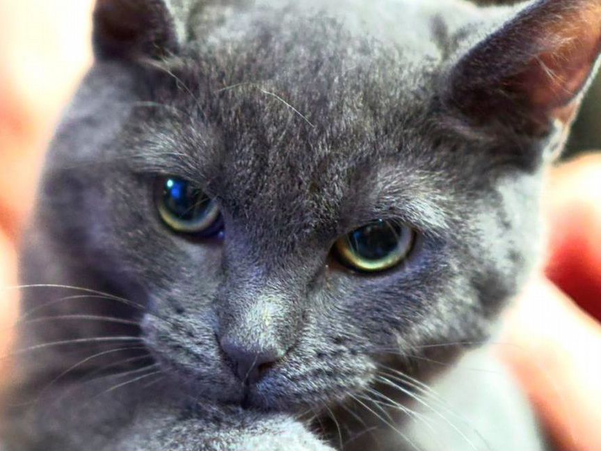 Котенок голубого окраса, девочка