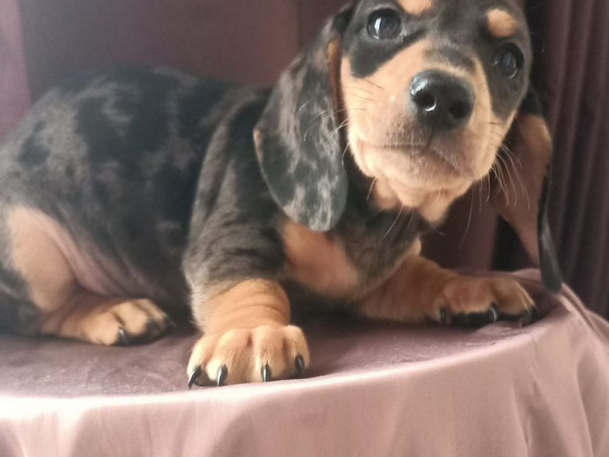 Щенки таксы стандартные