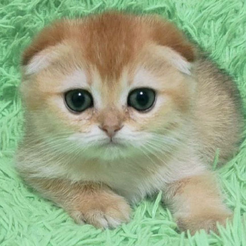 Шотландский вислоухий короткошёрстный котёнок