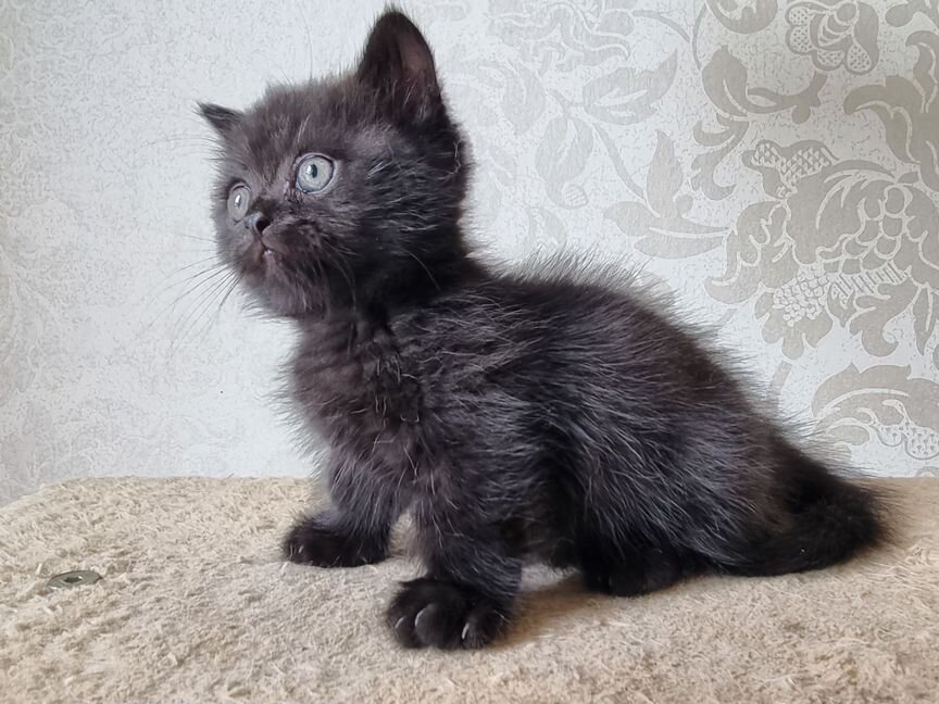 Котята менуэт