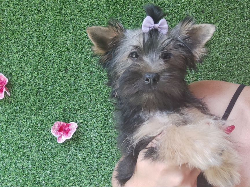 Йоркширский терьер