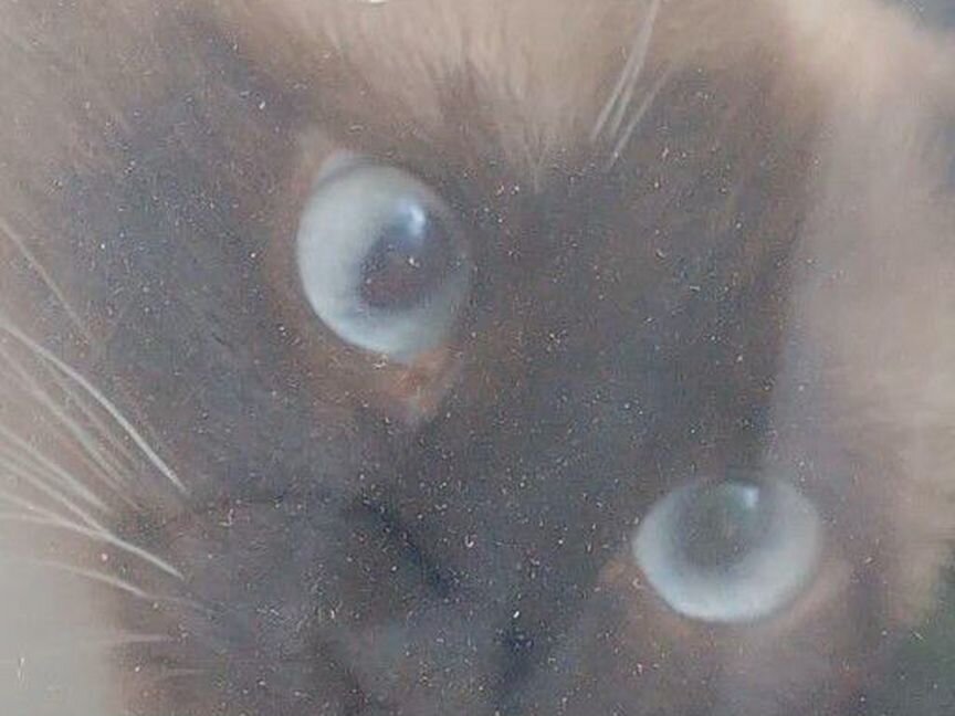 Сиамская кошка