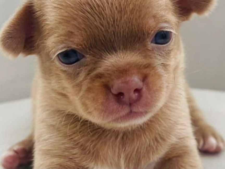 Щенки чихуахуа