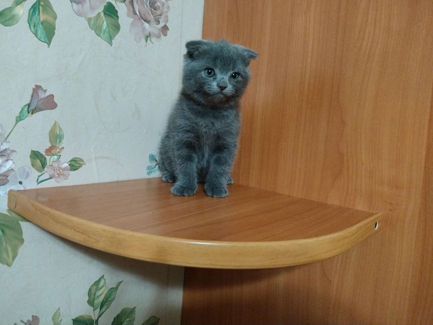 Британский котёнок
